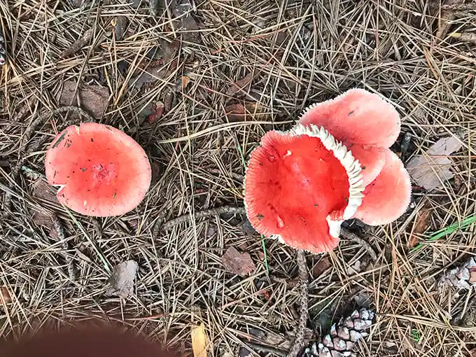 Vibrant red mushrooms add splashes of color to the forest floor. Beautiful to photograph, but definitely not candidates for your next omelet.