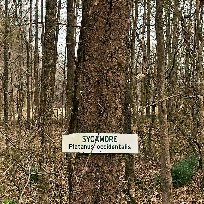 The Sycamore wears its identification tag like a name badge at a tree convention. "Hello, my name is Platanus occidentalis. I've been standing here awhile."