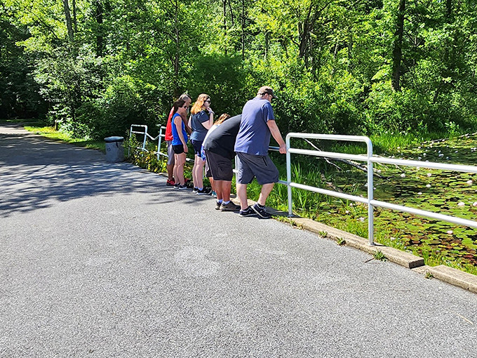 Pond-gazing visitors discovering that sometimes the best wildlife viewing happens at the water's edge. No binoculars required.