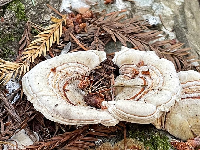 This massive fallen giant has created its own ecosystem in death. Talk about leaving a legacy that matters. 