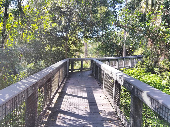 The boardwalk extends through the canopy, offering views that make you question whether you're still in Florida or somehow teleported to Jurassic Park.