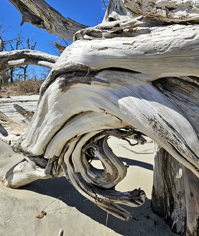 Nature's perfect spiral – up close, the weathered wood reveals intricate patterns and textures that tell stories of time's patient artistry.
