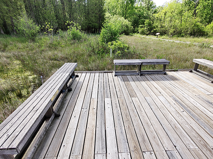 Thoughtfully placed benches invite weary hikers to pause and absorb the meadow views, because sometimes the best nature watching happens sitting down.