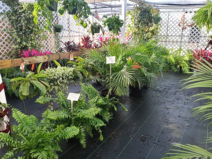 A jungle of potted possibilities where even notorious plant-killers convince themselves, "This time will be different." Spoiler alert: Maybe it will be!