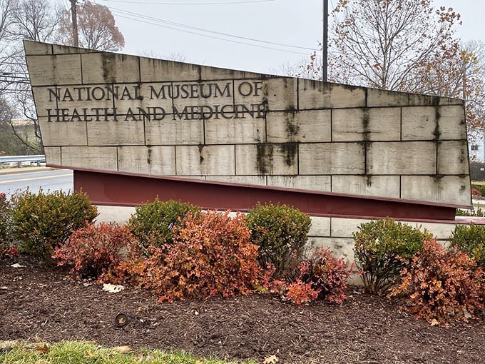 The weathered sign stands like a seasoned doctor – slightly worn but full of wisdom and stories that will change how you see the world.
