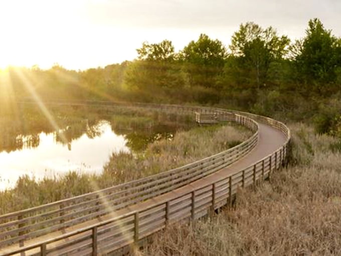 Springbrook Trail curves gracefully through wetlands – nature's perfect walking meditation where every turn reveals another reason to put the phone away.