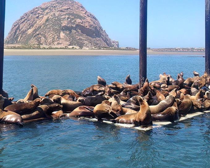 Sea lions pile onto floating docks like teenagers at a slumber party, creating nature's most entertaining live show with Morro Rock as the backdrop.