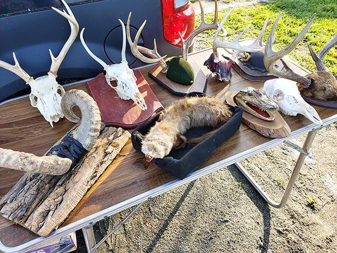 Nature's architecture displayed in antlers and skulls – conversation pieces that transform a wall from merely functional to fascinatingly primal.
