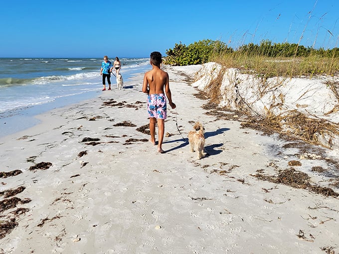 Pure joy captured: when your furry friend discovers their own slice of beach paradise in Dunedin.