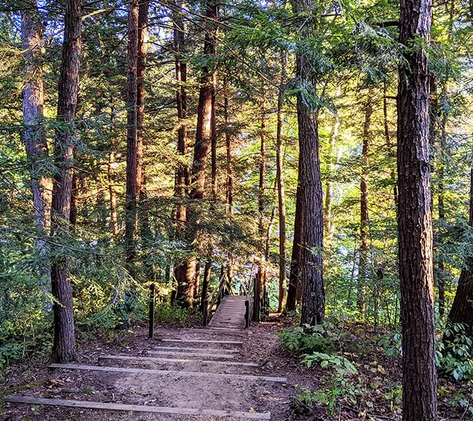 Sunlight filters through towering pines at Shades State Park, creating nature's own cathedral ceiling. Pure Indiana magic!