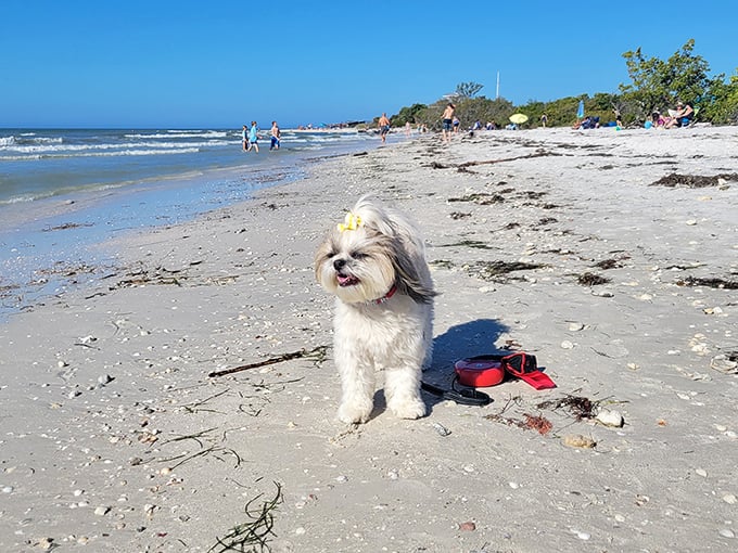That moment when your pup realizes this pristine white sand playground is actually meant for them.
