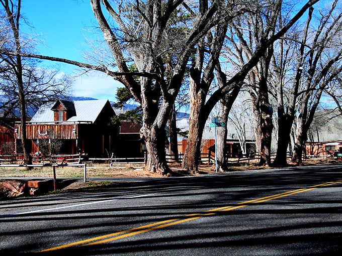 Winter's bare branches cast dramatic shadows across Torrey's roads, like nature's own artistic installation against the backdrop of rustic charm.