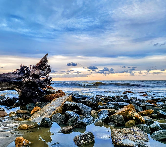 Where land meets sea in dramatic fashion – ancient wood sentinels stand guard over a rocky shoreline as Atlantic waves roll in.