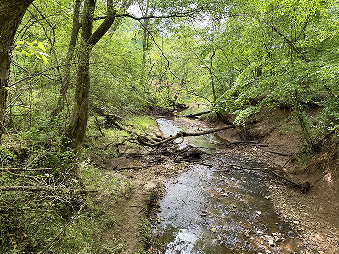 Nature's hidden waterways weave through the park like secret passages in an adventure novel. This creek whispers stories only patient hikers hear.