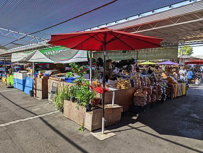The organized chaos of flea market life unfolds in colorful displays that would make Marie Kondo dizzy.