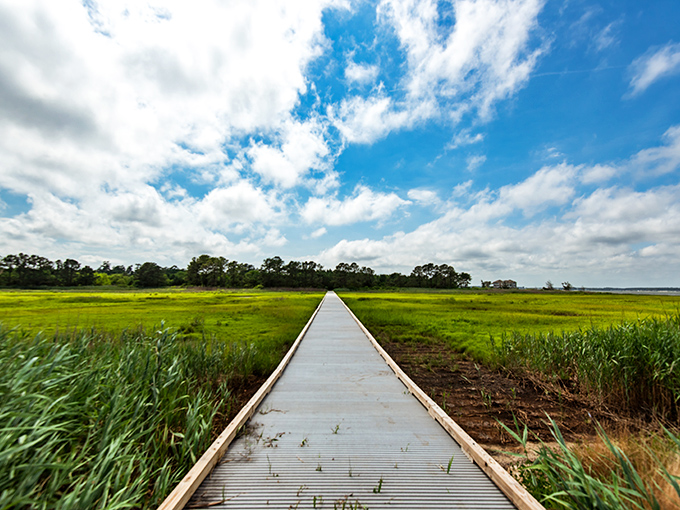 This boardwalk stretches through marshland like Moses parting the sea—except with more herons and fewer plagues.