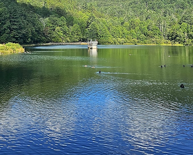 Black Rock Mountain's serene lake reflects the sky like a mirror – nature's own infinity pool without the resort prices.
