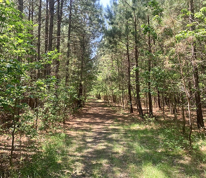 Pine sentinels stand guard along Franklin Point's trails, where wilderness whispers stories to those who listen.