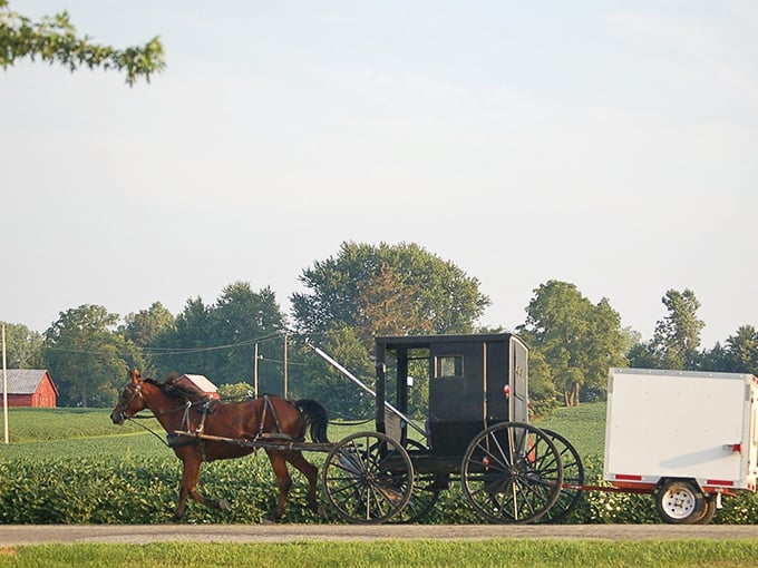 Where horse-drawn buggies and cornfields meet – Indiana's version of a traffic jam is actually quite peaceful.