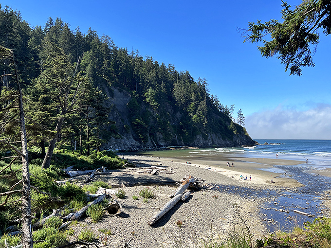 Where forest meets ocean in a dramatic standoff, with visitors getting front-row seats to nature's greatest show.