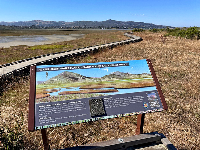 Where education meets recreation. Morro Bay's wetlands offer free biology lessons with every stroll—better than any nature documentary you'll find on Netflix.