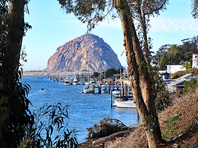Sailboats rest peacefully in Morro Bay's harbor, framed by eucalyptus trees and that unmistakable volcanic monolith standing watch.