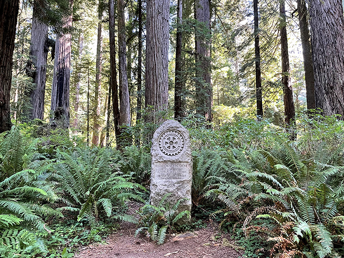 Ancient sentinels stand guard around this memorial marker, a humble human tribute dwarfed by living monuments that have witnessed centuries pass.