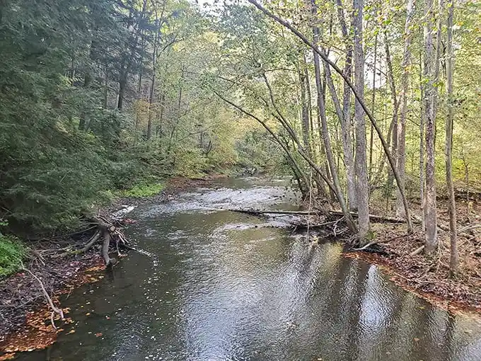 The Clear Fork of the Mohican River meanders through the forest like a silver ribbon. Its gentle current whispers stories of the land's rich history.