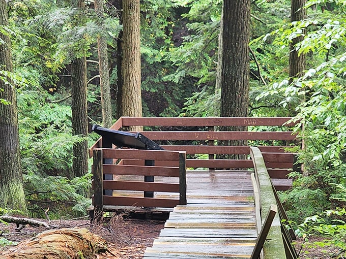This wooden observation deck isn't just functional; it's your front-row seat to Mother Nature's greatest hits album.