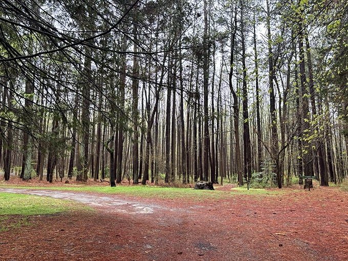 Tall pines stand like nature's skyscrapers, creating a peaceful forest clearing where worries dissolve faster than morning mist.