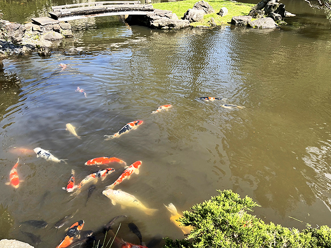 These koi aren't just swimming—they're performing an underwater ballet that's been running longer than most Broadway shows.