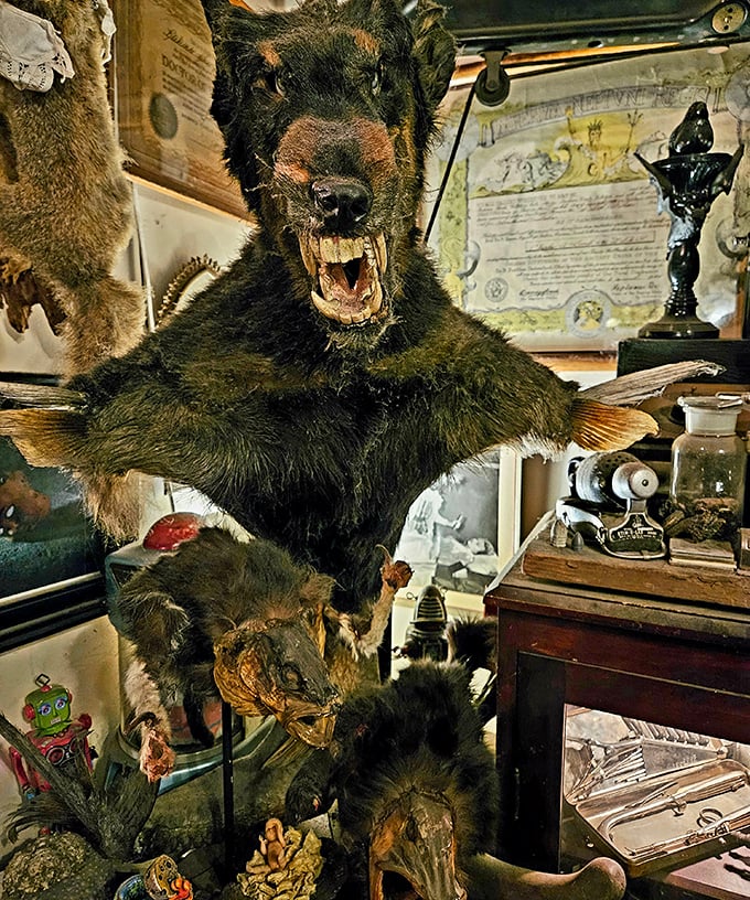 Smile for the camera! This toothy greeter ensures visitors immediately understand that Trundle Manor isn't your average home tour.