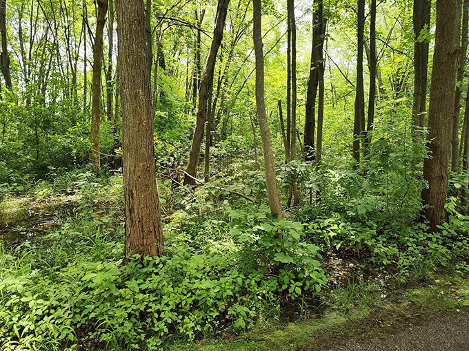 Nature's cathedral – sunlight filters through a verdant canopy, creating a peaceful sanctuary where the only sound is the whisper of leaves.