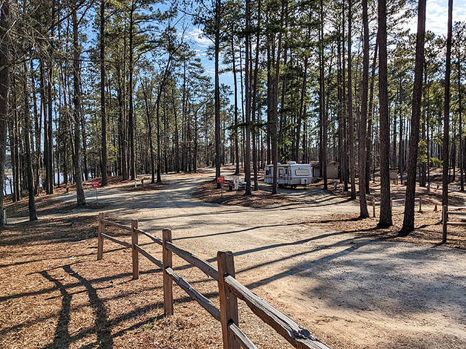 Nature's five-star accommodation: tall pines, lake views, and a ceiling of sky no hotel can match.