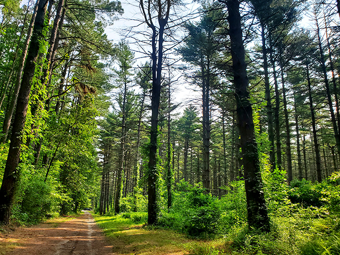 Towering pines create nature's cathedral ceiling. The light filtering through? Better than stained glass windows.
