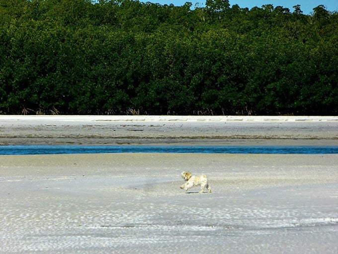 Mangrove-lined shores create the perfect shallow water playground where even nervous swimmers feel like champions.