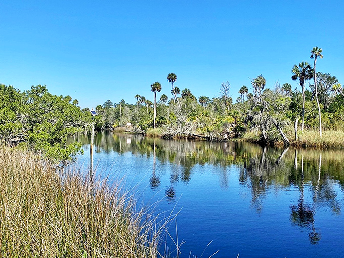 Mirror, mirror on the water... Econfina River's reflections create Florida's most stunning natural infinity pool.