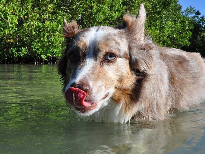 Bay-side bliss: where calm waters and shell-scattered sand make every dog feel like a beach explorer.