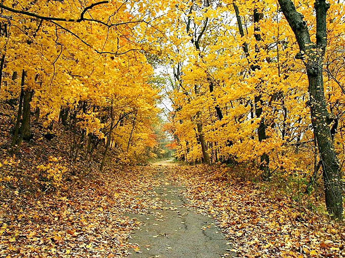 Nature showing off its autumn wardrobe along Weston's trails. The kind of scene that makes you want to cancel all appointments and just wander.