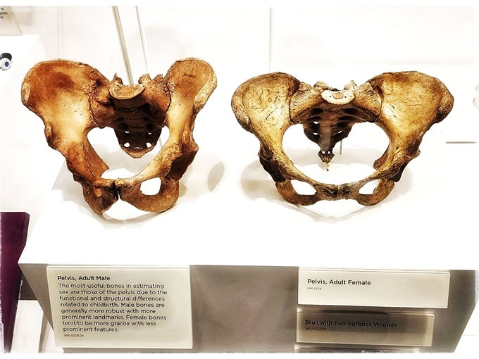 The tale of two pelvises – nature's architectural marvel with subtle differences that tell a profound story about human biology. No anatomy textbook captures this eloquence.