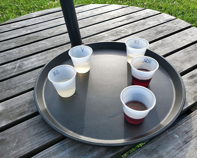 Wine flights arrive like liquid jewels in humble plastic cups—proof that extraordinary experiences don't always require fancy packaging.