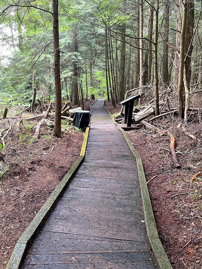 Walking this boardwalk through towering hemlocks feels like stepping into a Tolkien novel, minus the orcs and with significantly better bathroom facilities.