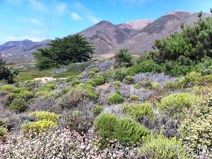 Spring wildflowers paint the coastal hills in a palette that would make Monet jealous. Nature's own seasonal art exhibition with free admission.