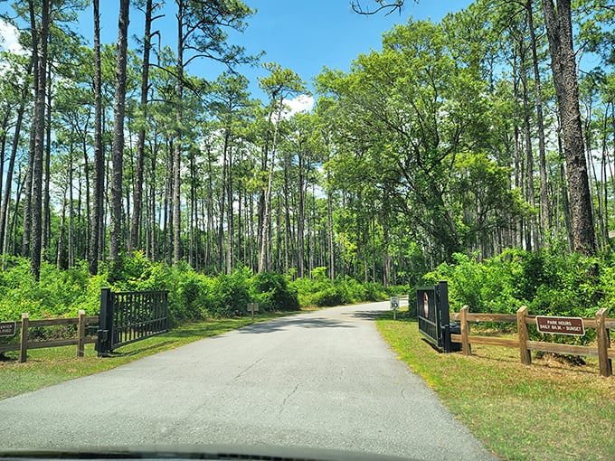 The entrance path leads through classic Florida pine flatwoods, offering zero spoilers for the plot twist of landscape waiting just around the bend.