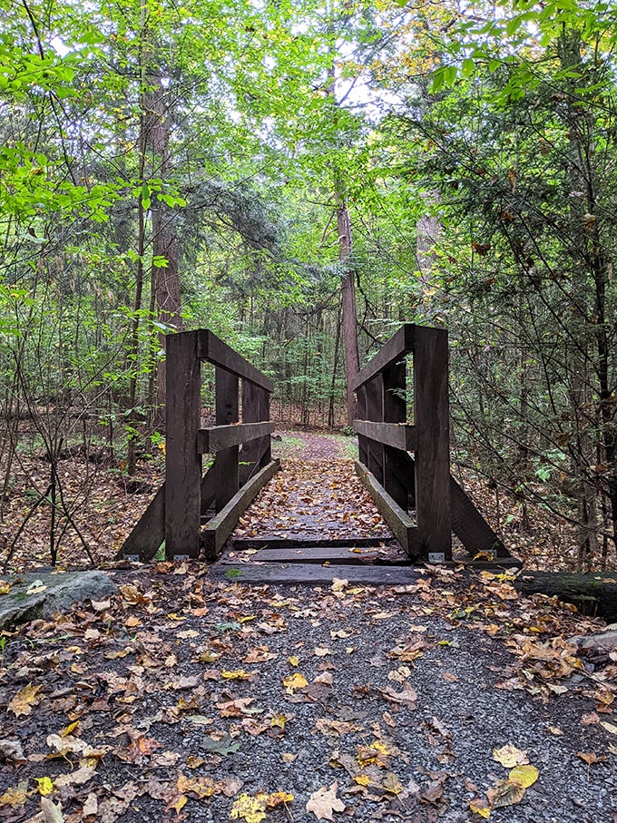 Follow this wooden path at Cherry Springs to discover stars you never knew existed. City folks, prepare to be starstruck!