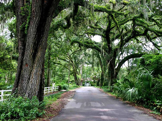 Nature's cathedral—these oak-lined streets create the kind of leafy tunnel that makes even the most jaded city-dweller slow down and breathe deeper.