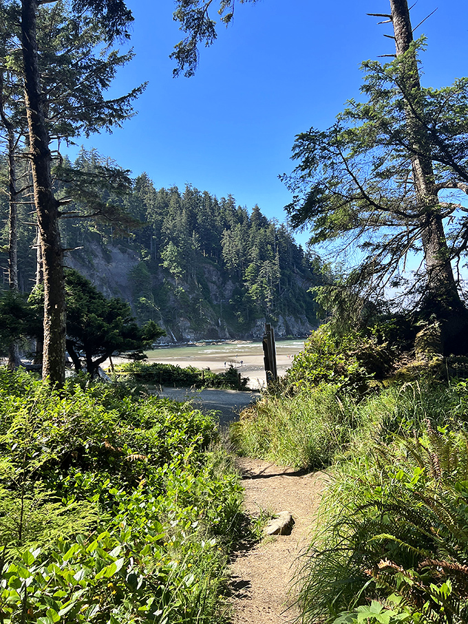 The path less traveled leads to treasures untold. This forest trail feels like stepping into a Tolkien novel minus the orcs.