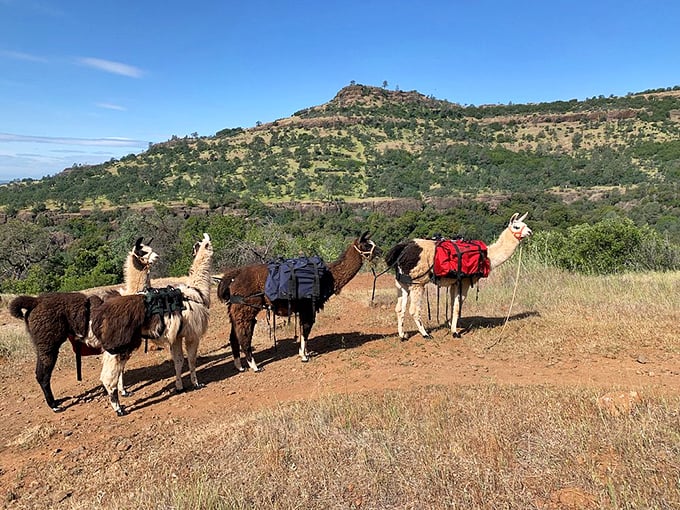 Who needs Uber when you've got llamas? These fuzzy hiking companions bring Andean charm to Chico's scenic foothills.