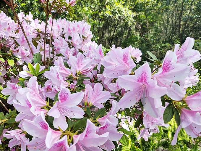 When the azaleas bloom, it's like Mother Nature decided to throw Florida a surprise party with thousands of pink guests.