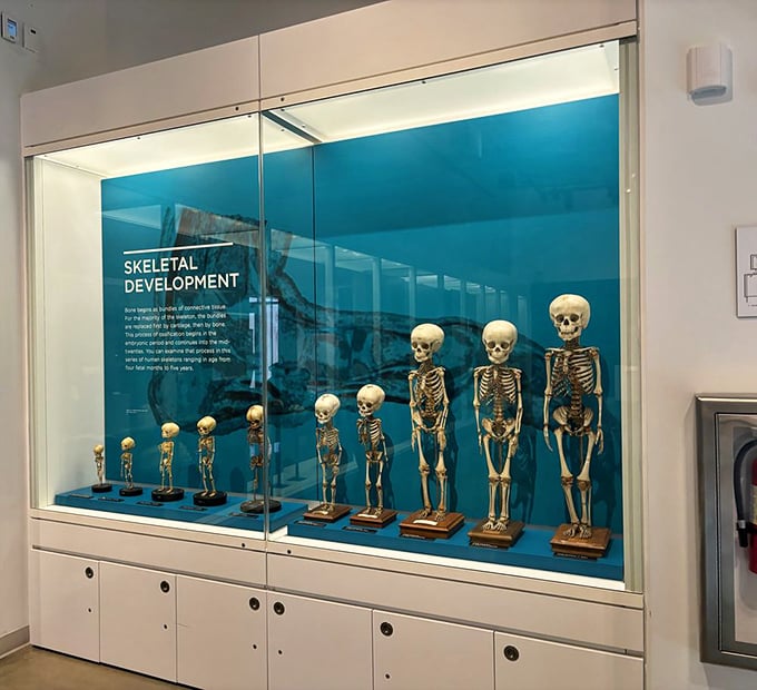 From tiny beginnings to full-grown frames – this growth chart of skeletons reminds us we're all just sophisticated scaffolding wrapped in hopes and dreams.